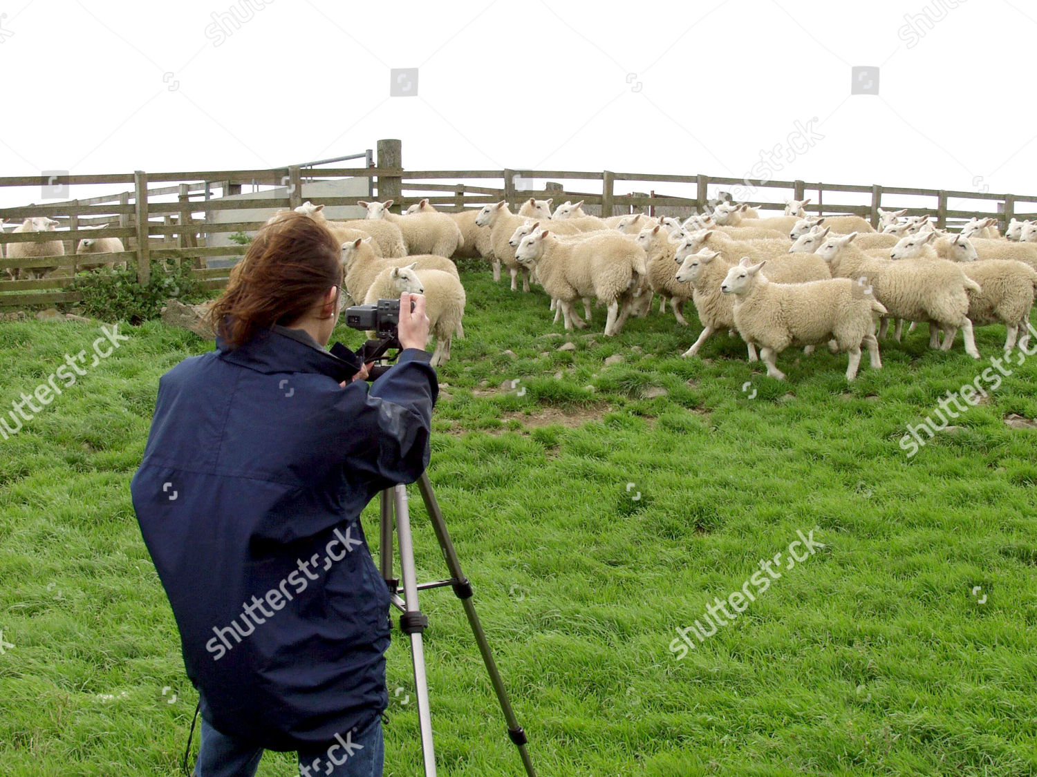 Trish Nelson Photographs Sheep Digital Still Editorial Stock Photo ...