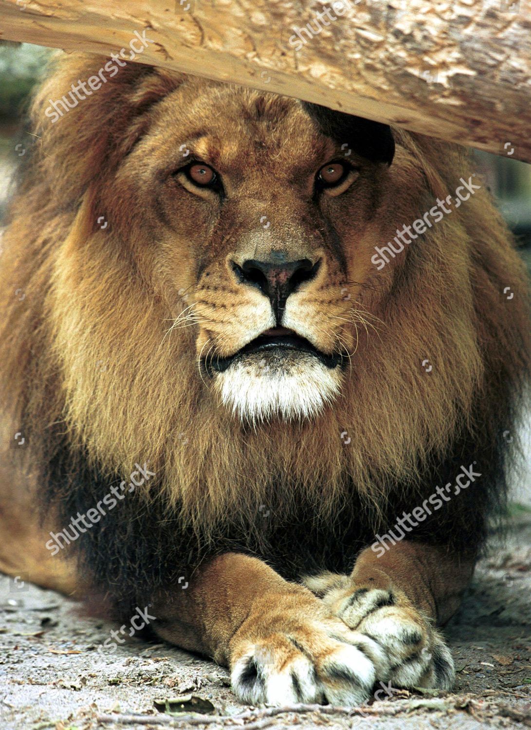 Bongo Lion Who Starred Films Like Editorial Stock Photo - Stock Image ...