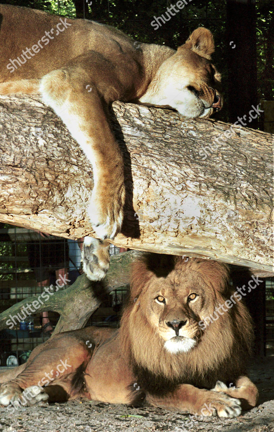 Bongo Lion Who Starred Films Like Editorial Stock Photo - Stock Image ...