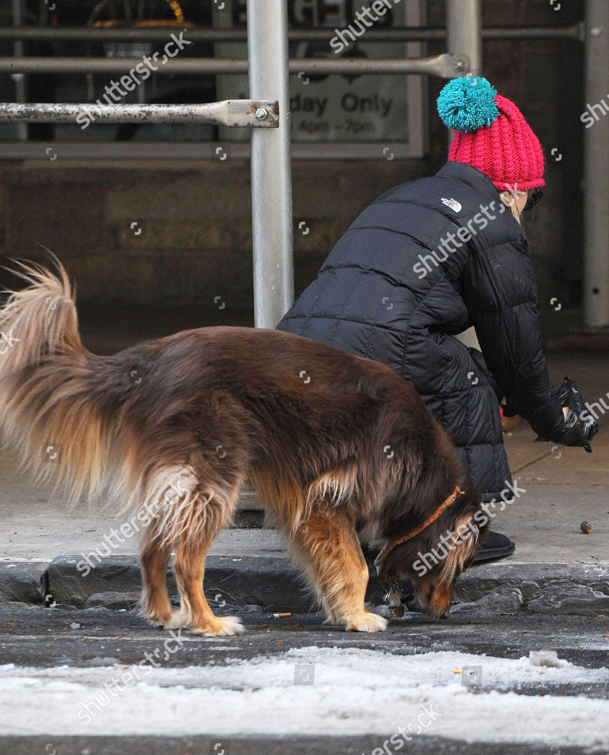 Amanda Seyfried Clearing Dog Poo Editorial Stock Photo - Stock Image ...