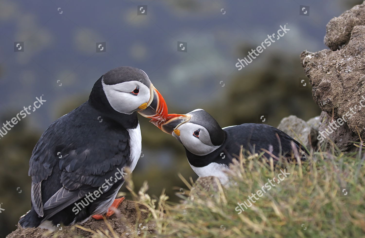 Pair Puffins Appear Kiss Editorial Stock Photo - Stock Image | Shutterstock