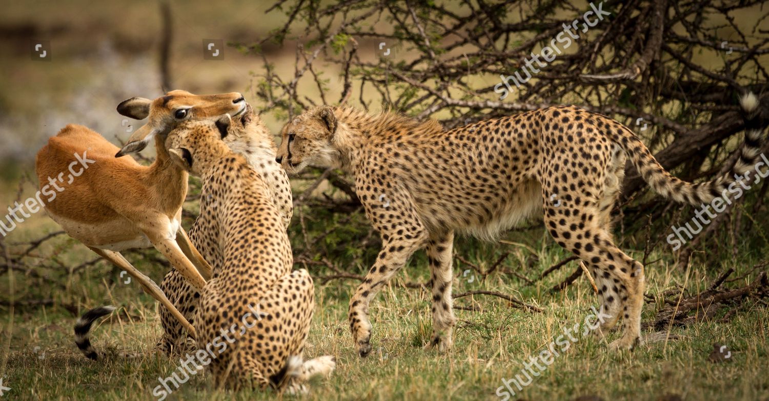 Impala Falls Ground Cheetah Teaches Her Editorial Stock Photo - Stock ...
