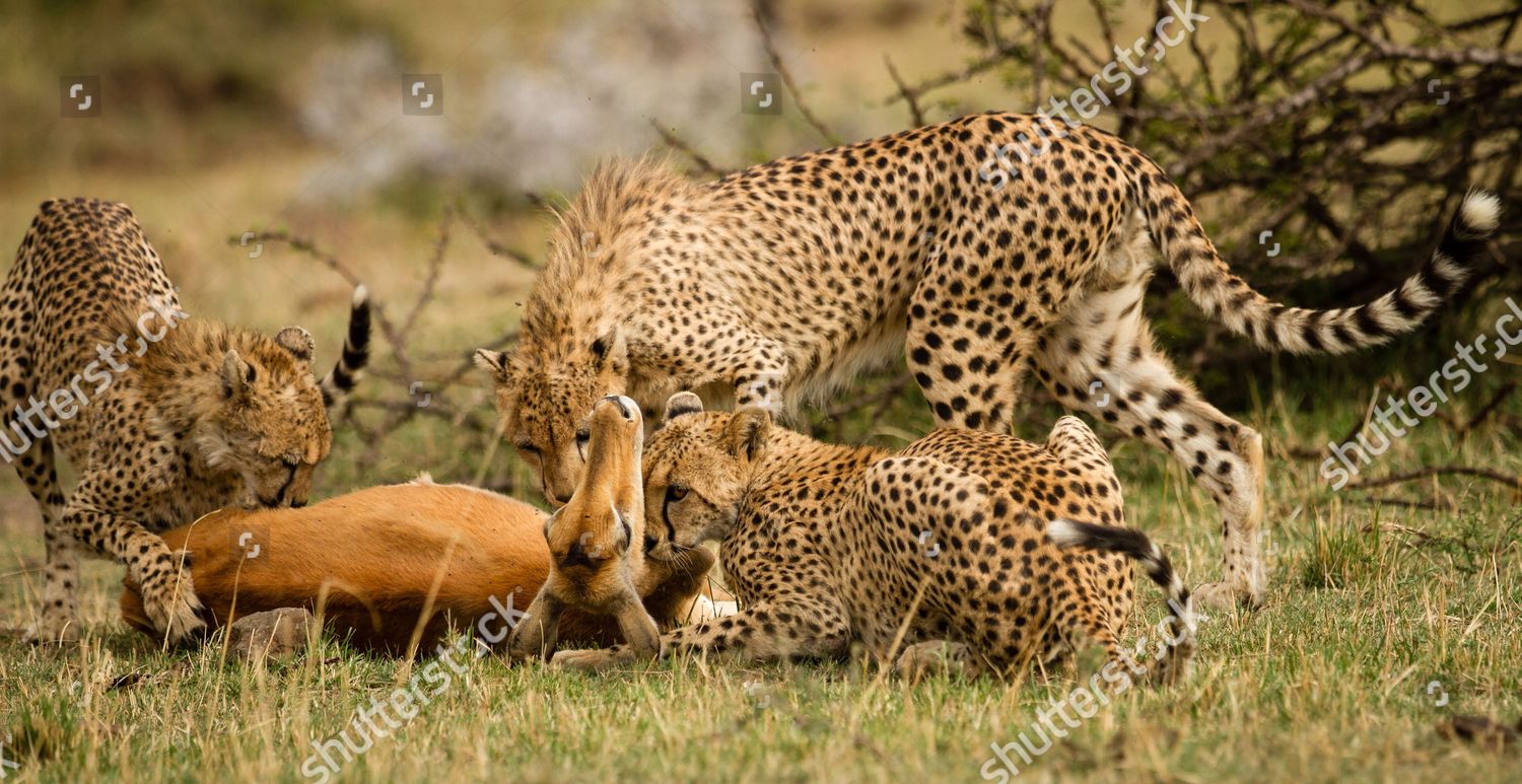Impala Falls Ground Cheetah Teaches Her Editorial Stock Photo - Stock ...