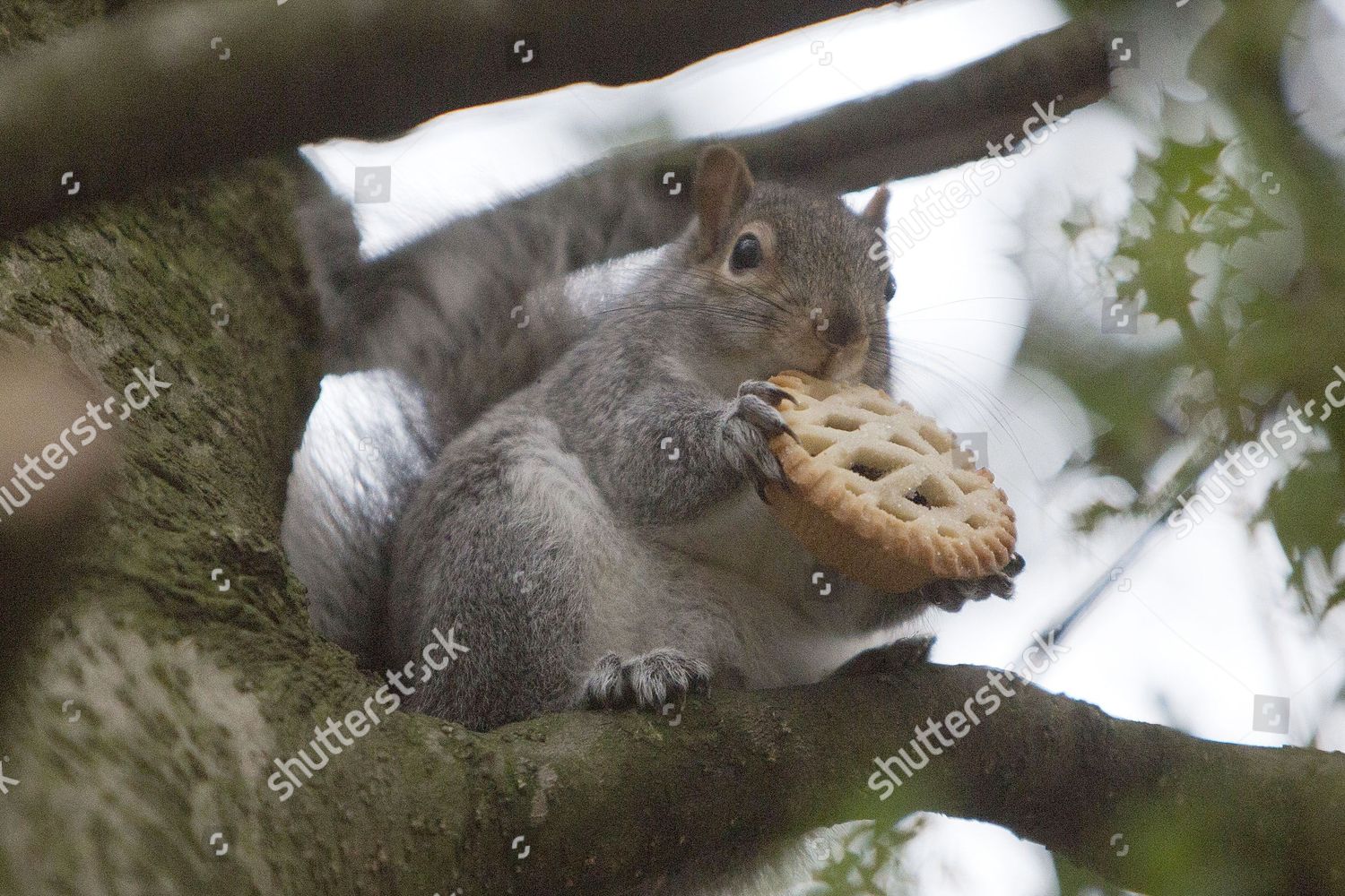 Squirrel Eating Mince Pie Editorial Stock Photo - Stock Image ...