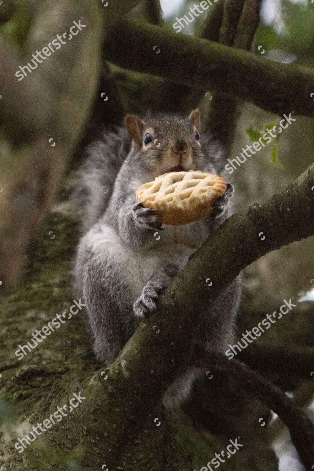 Squirrel Eating Mince Pie Editorial Stock Photo - Stock Image ...