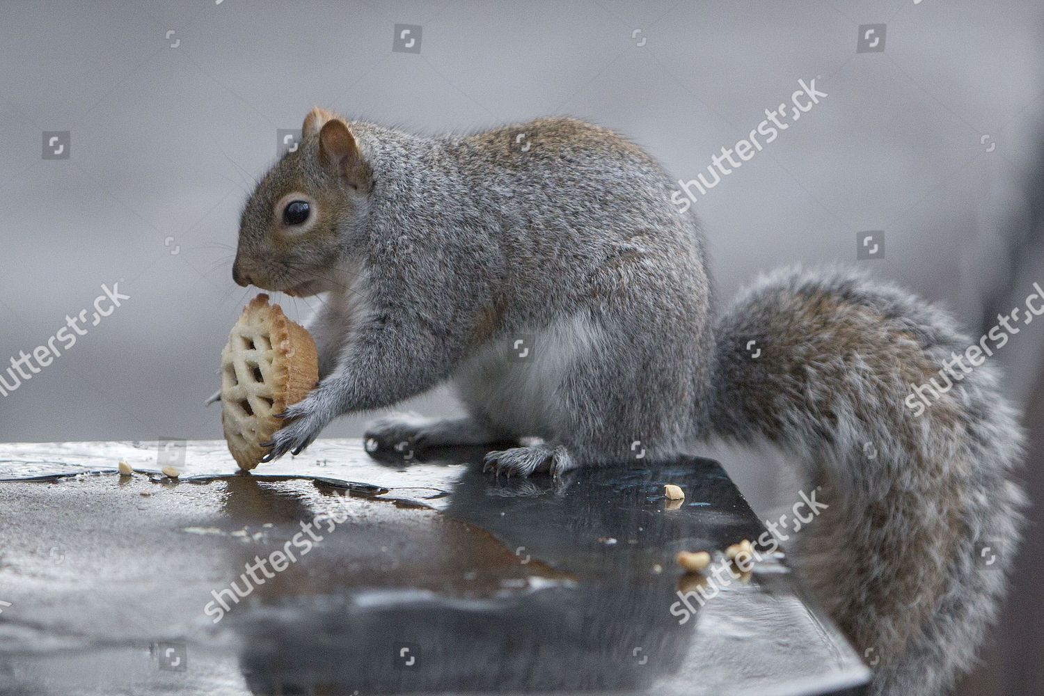 Squirrel Eating Mince Pie Editorial Stock Photo - Stock Image ...