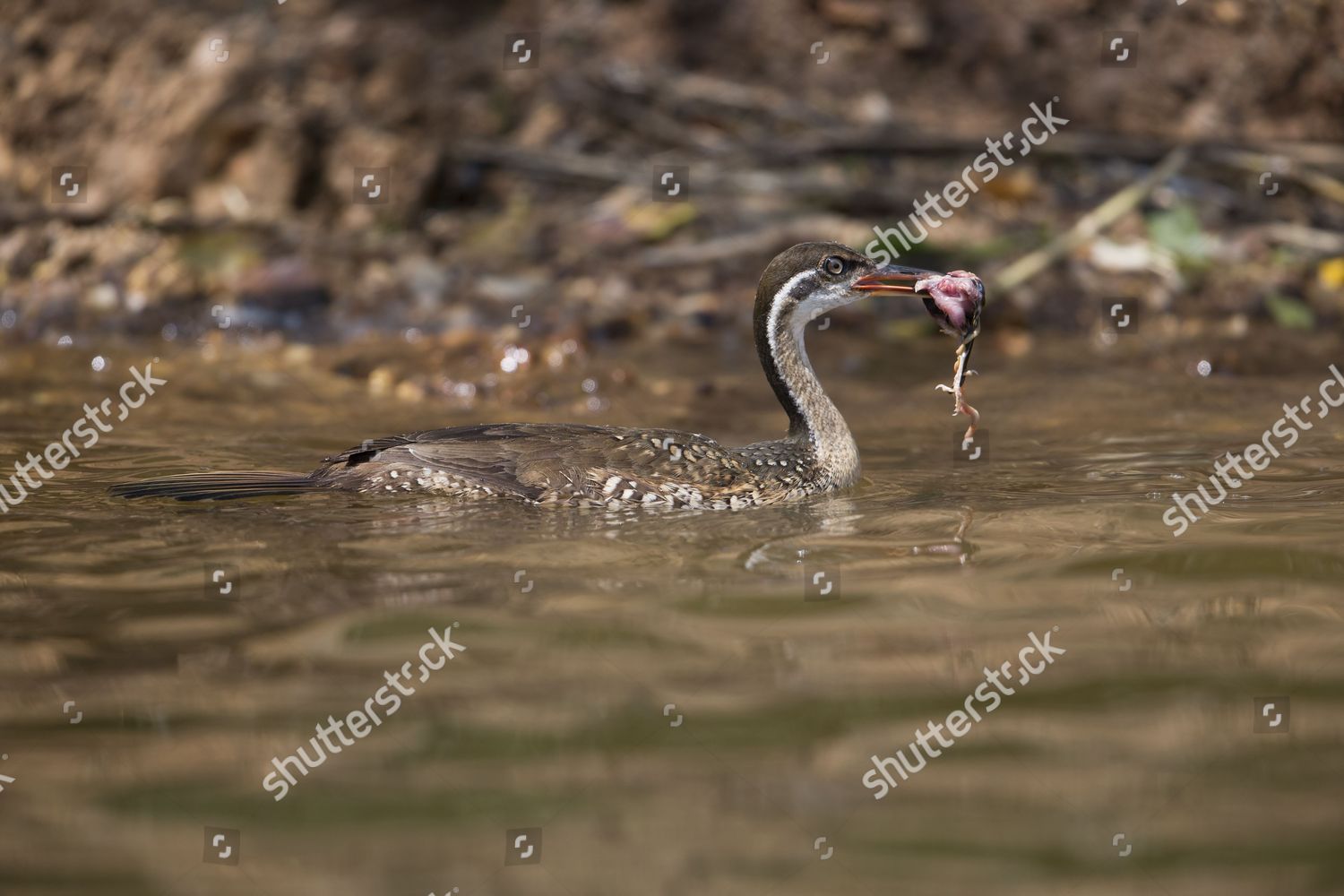 African Finfoot Podica Senegalensis Immature Bird Editorial Stock Photo ...