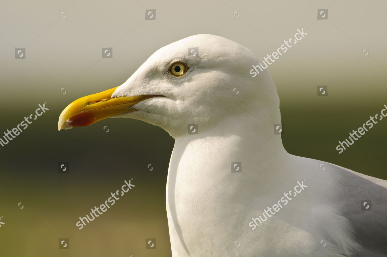 Herring Gull Larus Argentatus Adult Breeding Editorial Stock Photo - Stock Image | Shutterstock