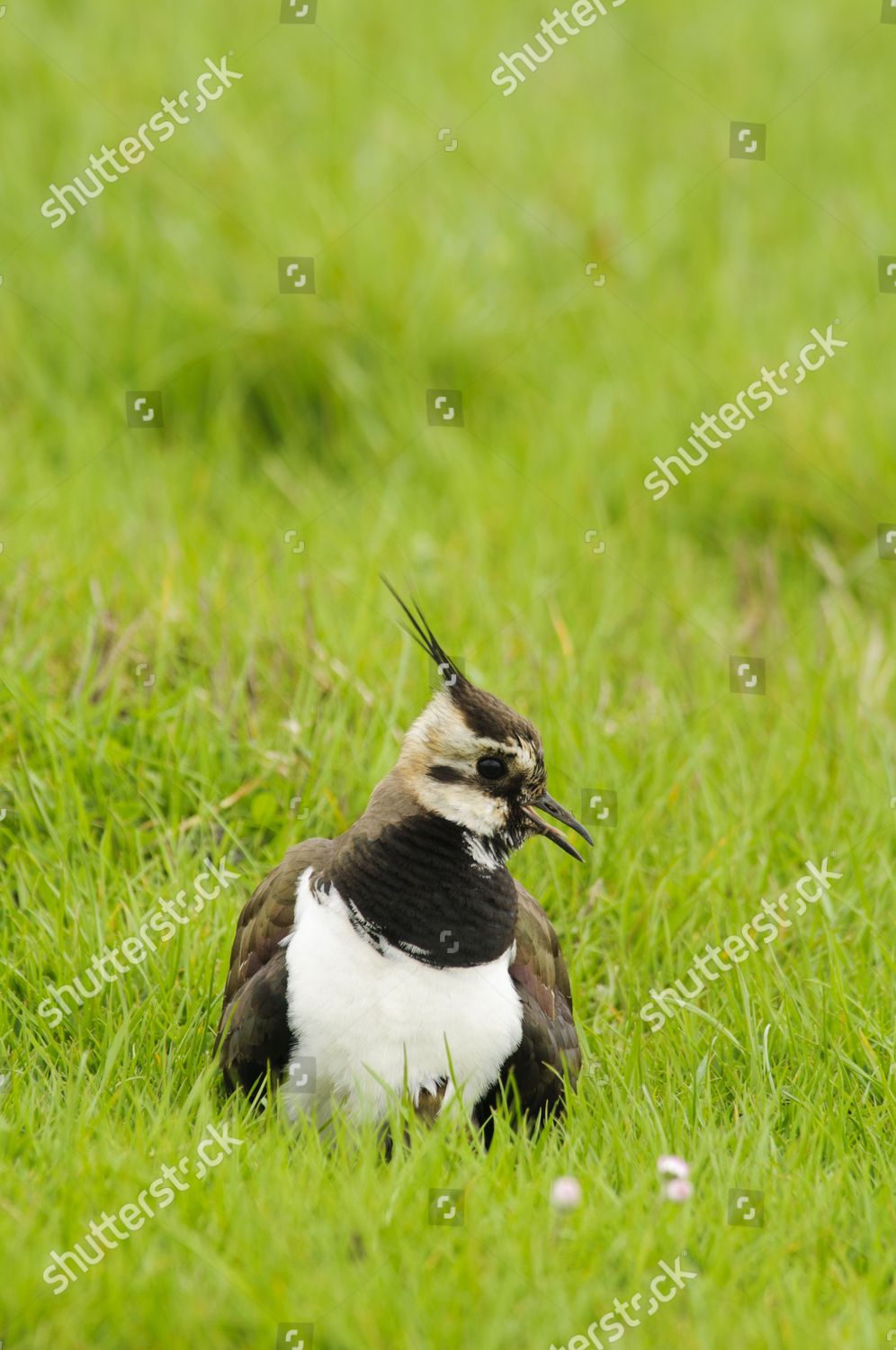Northern Lapwing Vanellus Vanellus Adult Female Editorial Stock Photo ...