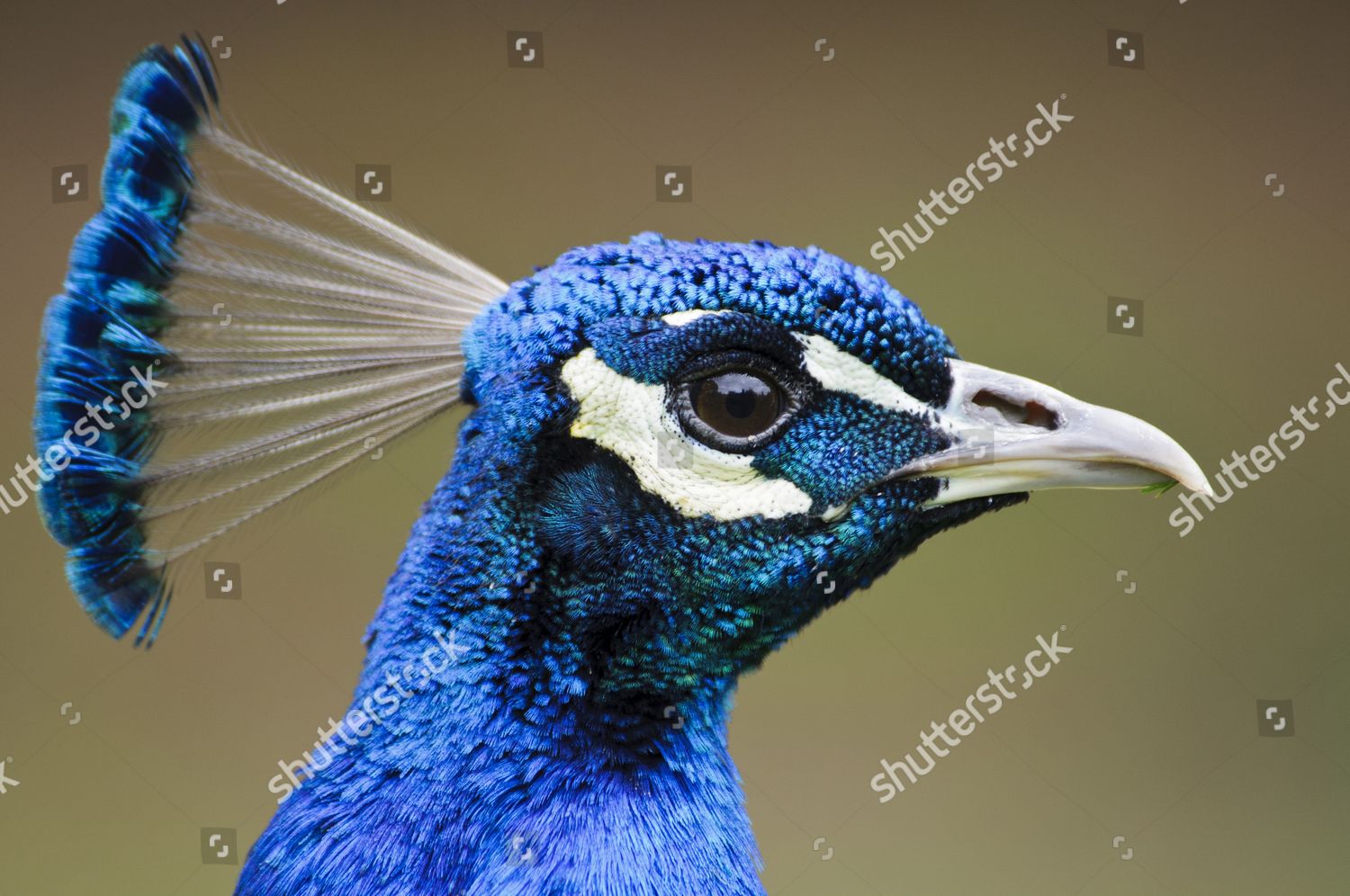 Indian Peafowl Pavo Cristatus Adult Male Editorial Stock Photo - Stock ...