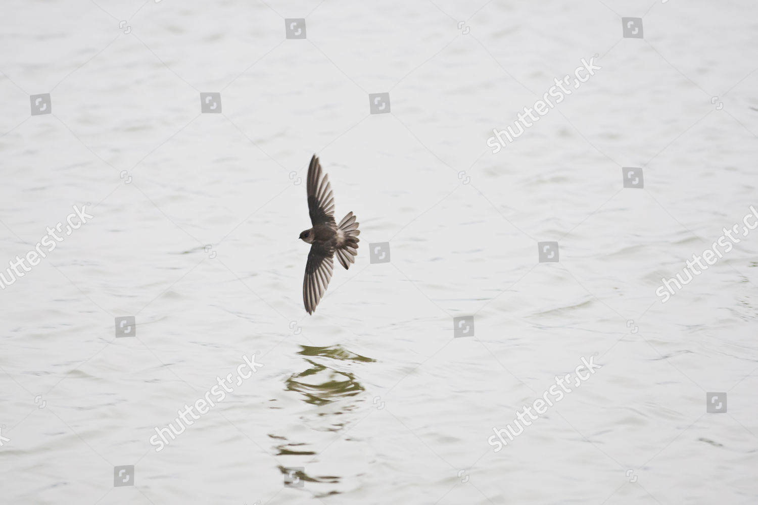 Himalayan Swiftlet Aerodramus Brevirostris Adult Flight Editorial Stock ...