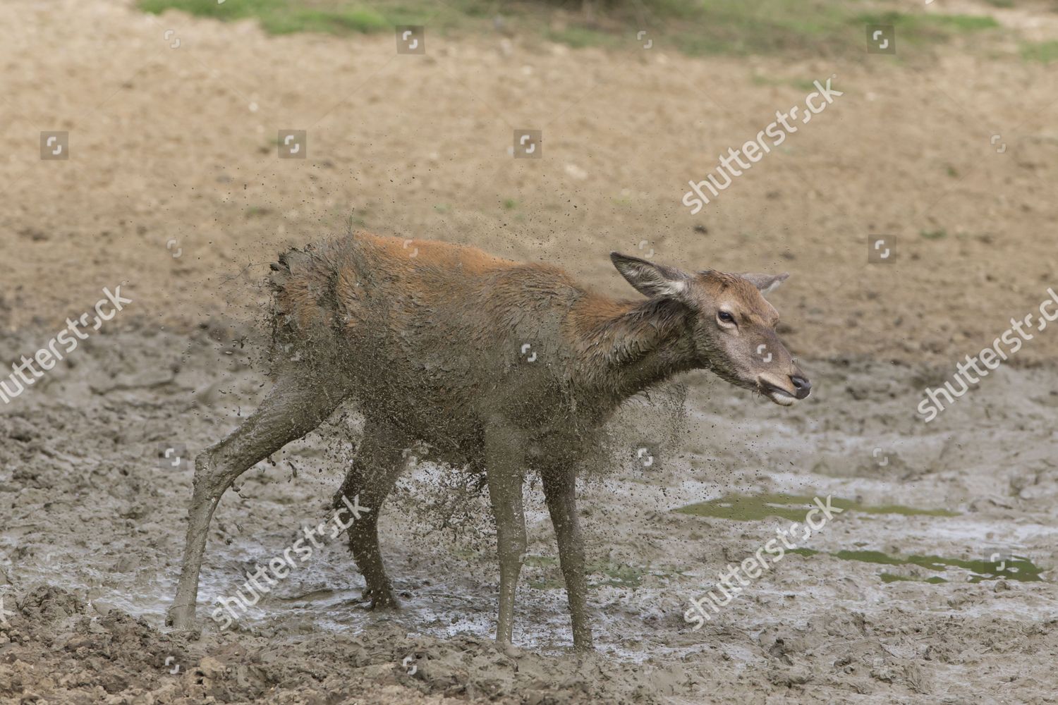 Red Deer Cervus Elaphus Hind Shaking Editorial Stock Photo - Stock ...