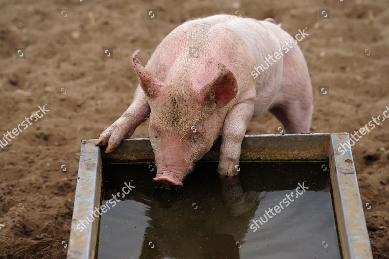 Domestic Pig Piglet Drinking Water Trough Editorial Stock Photo - Stock ...