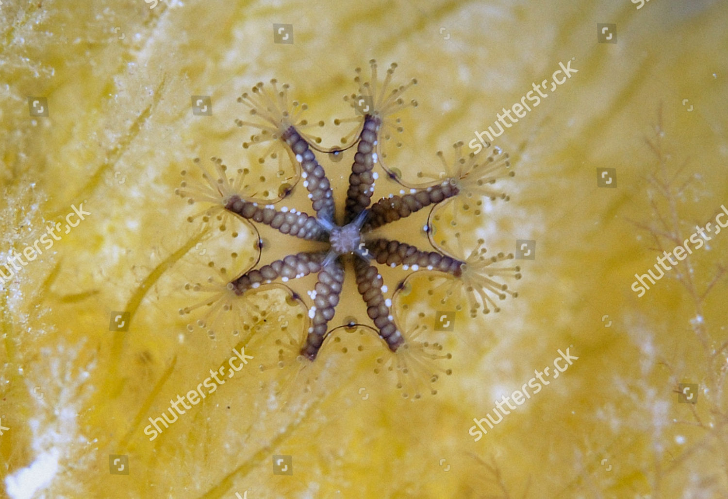 Stalked Jellyfish Haliclystus Auricula Adult Kimmeridge Editorial Stock ...