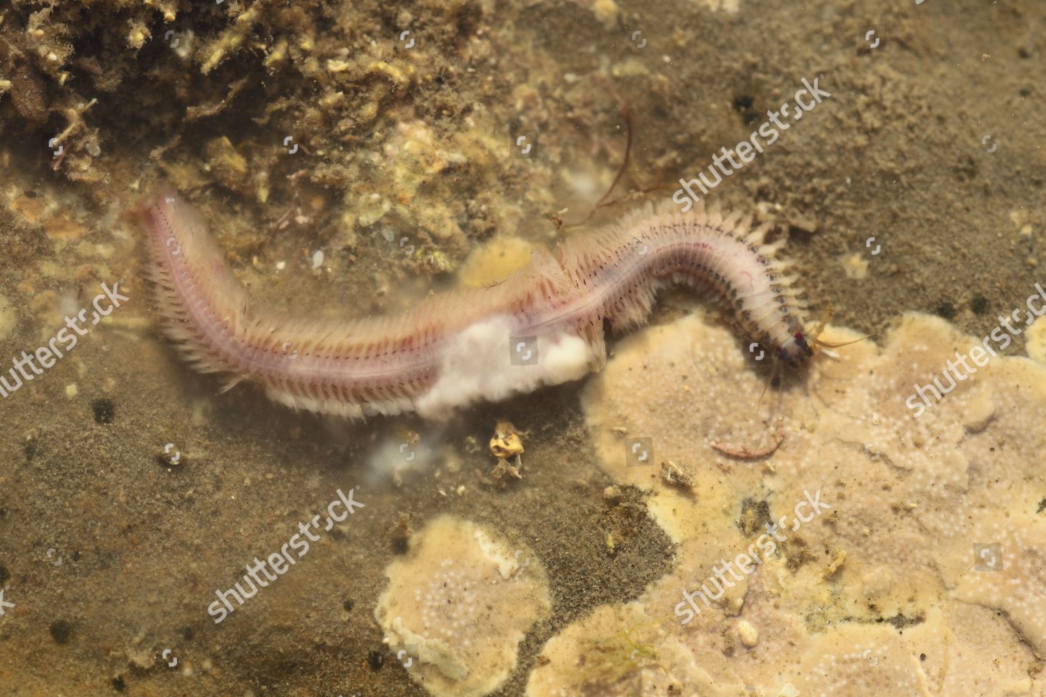 Paddleworm Phyllodoce Sp Adult Epitoke Stage Editorial Stock Photo ...
