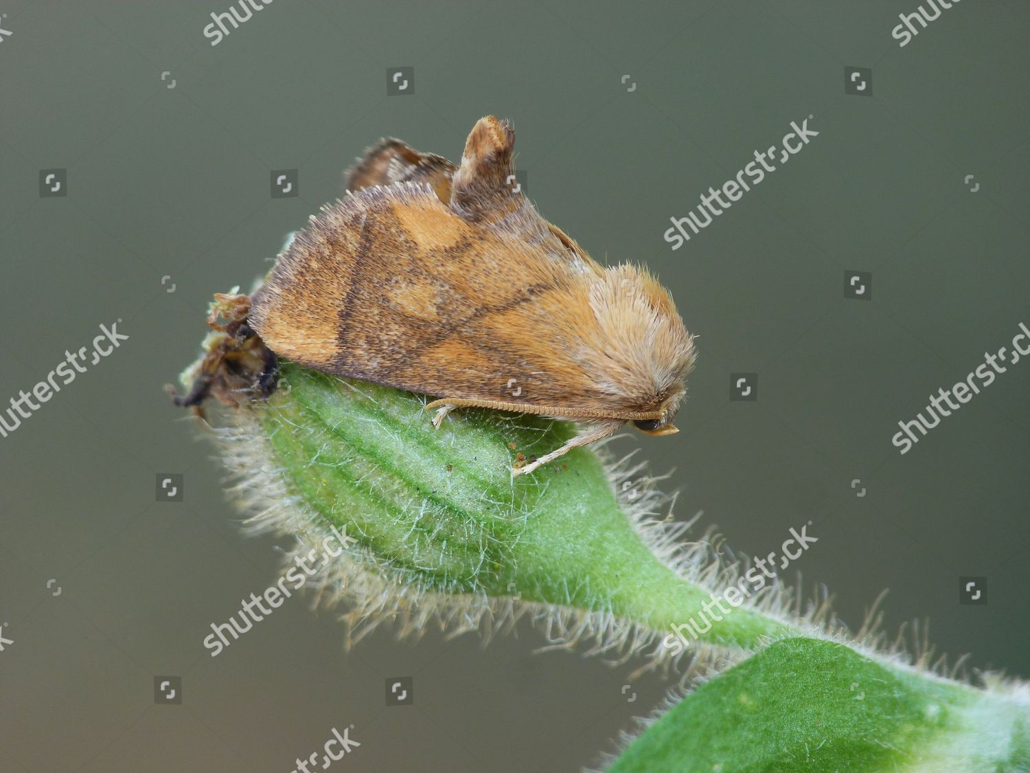 Festoon Apoda Limacodes Adult Female Resting Editorial Stock Photo ...
