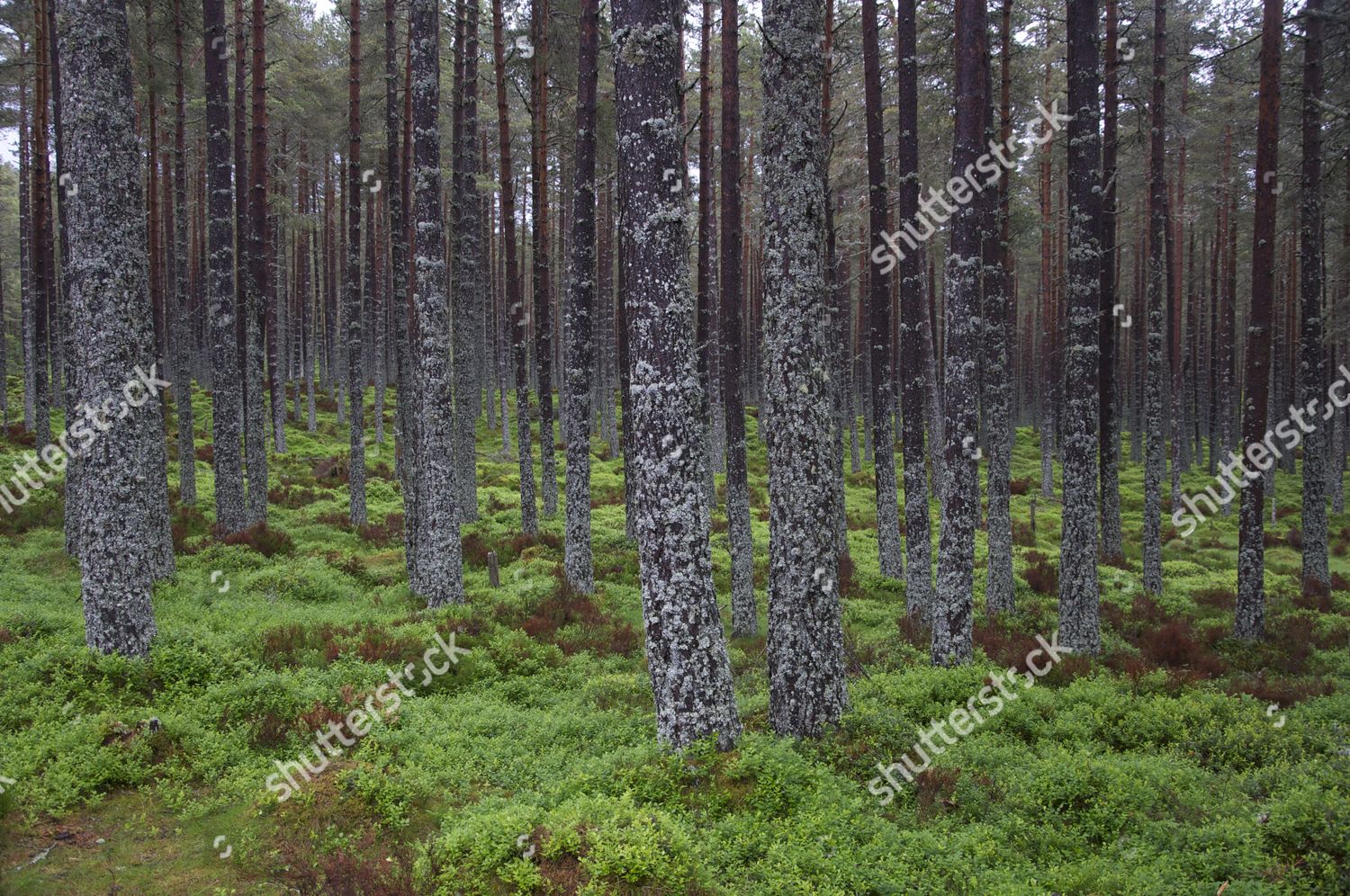 Lichen Covered Tree Trunks Coniferous Forest Editorial Stock Photo ...