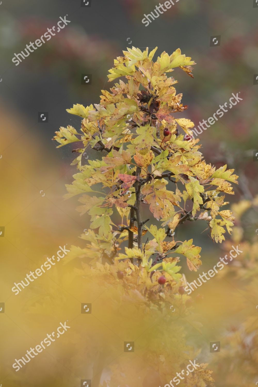 Common Hawthorn Crataegus Monogyna Leaves Autumn Editorial Stock Photo ...