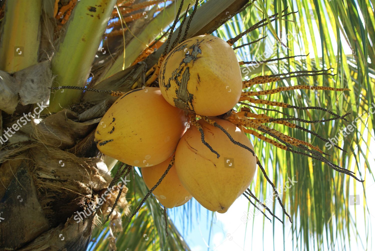 Coconut Palm Cocos Nucifera Fruit On Editorial Stock Photo - Stock ...