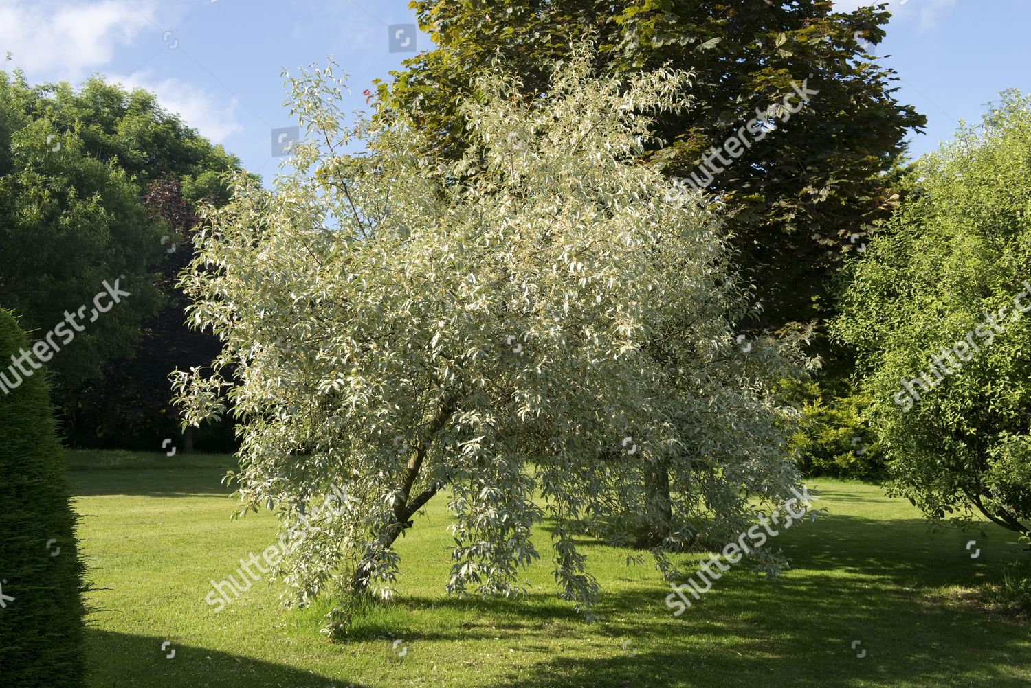 Ornamental Shrub Elaeagnus Angustifolia Quicksilver Flower Editorial ...