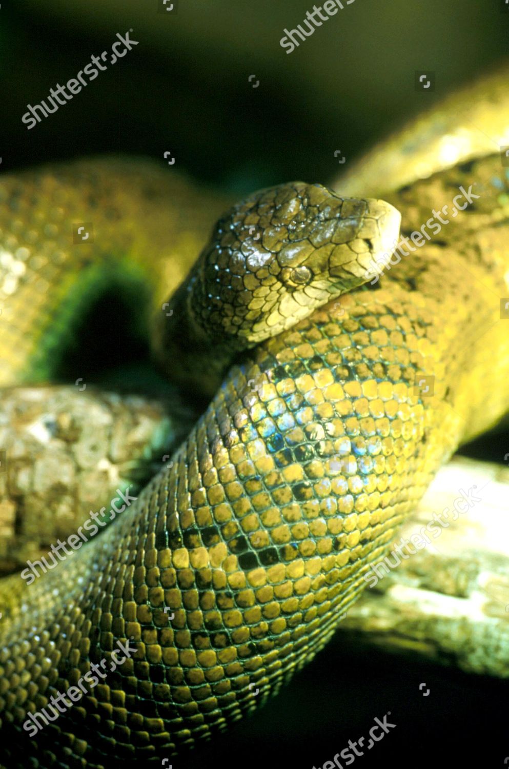 Jamaican Boa Constrictor Editorial Stock Photo - Stock Image | Shutterstock