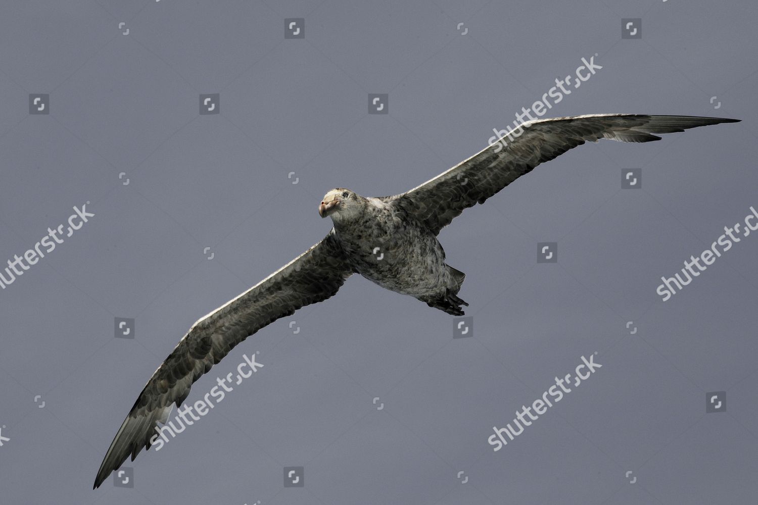 Antarctic Giant Petrel Giant Fulmar Macronectes Editorial Stock Photo ...