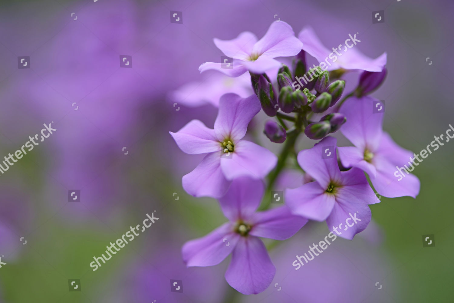Dames Rocket Violet Dameswort Hesperis Matronalis Editorial Stock Photo ...