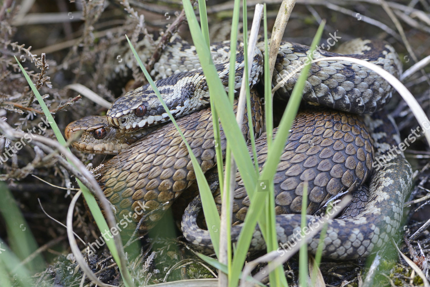 Common European Adders Common European Vipers Editorial Stock Photo ...