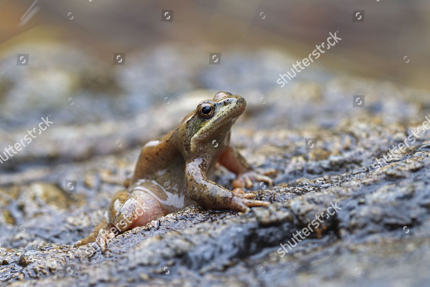 Pyrenean Frog Rana Pyrenaica Female Editorial Stock Photo - Stock Image ...