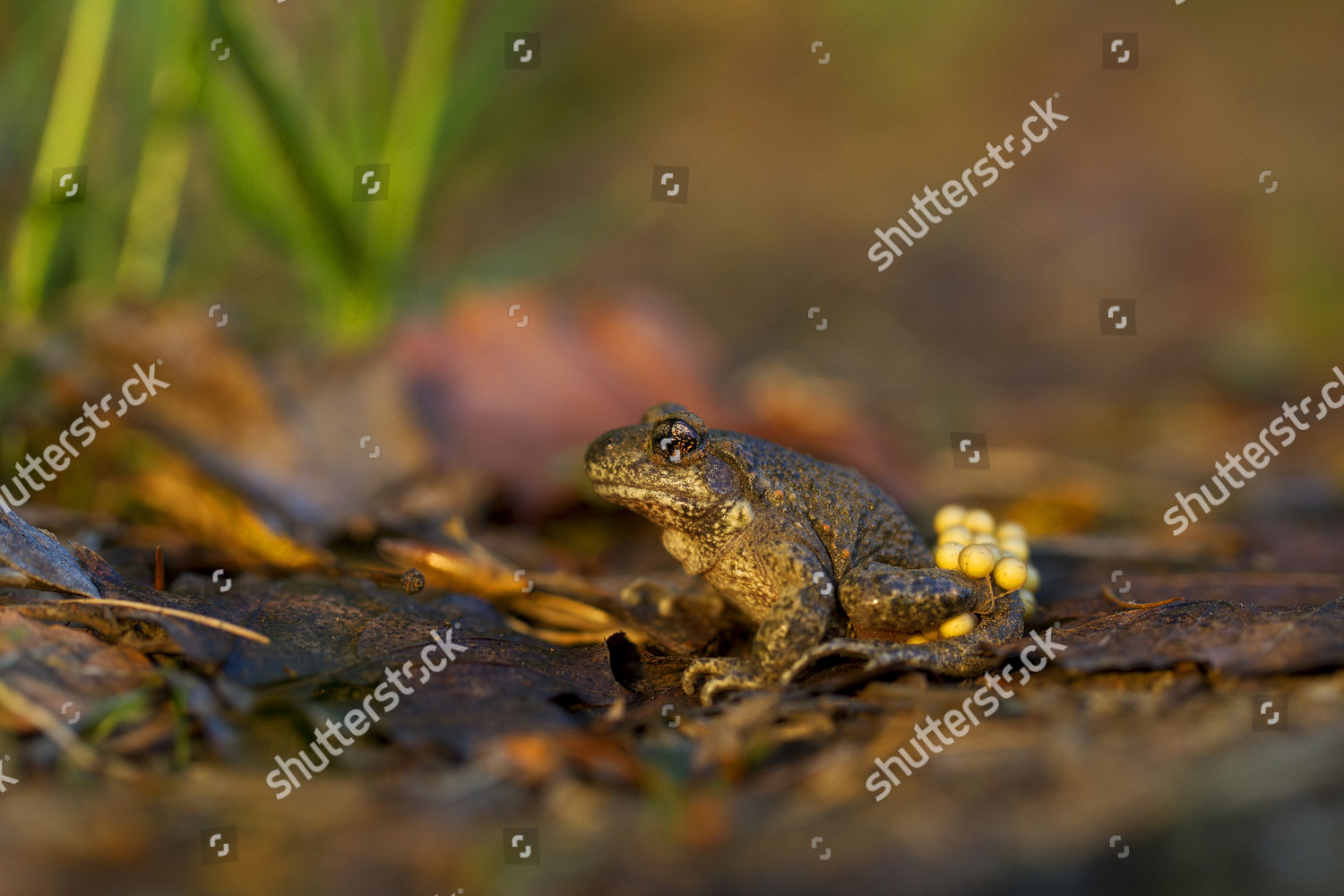 Common Midwife Toad Alytes Obstetricans Male Editorial Stock Photo ...