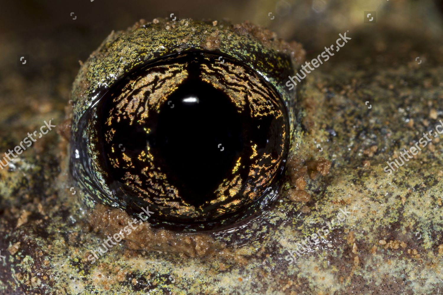 Common Midwife Toad Alytes Obstetricans Eye Editorial Stock Photo ...