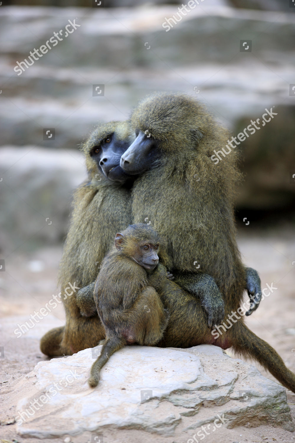 Guinea Baboon Papio Papio Females Infant Editorial Stock Photo - Stock ...
