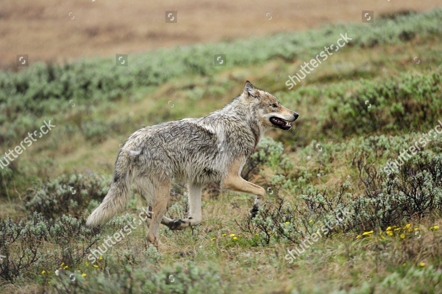 Wolf Canis Lupus Prowling Through Arctic Editorial Stock Photo - Stock ...