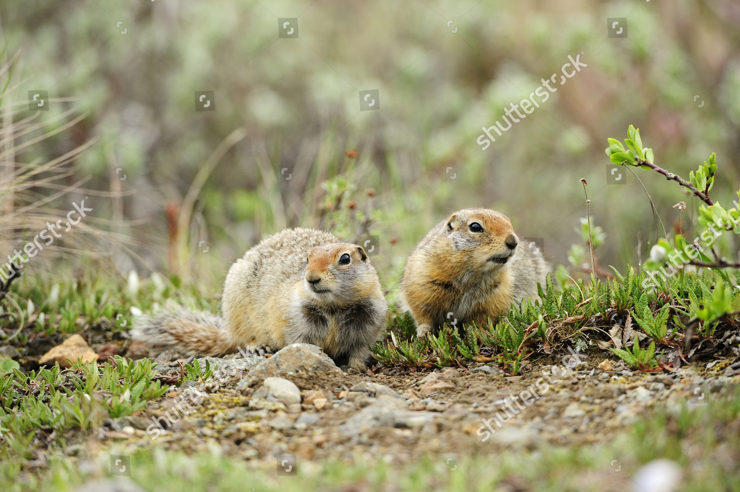 Arctic Ground Squirrels Spermophilus Parryii Foraging Editorial Stock ...