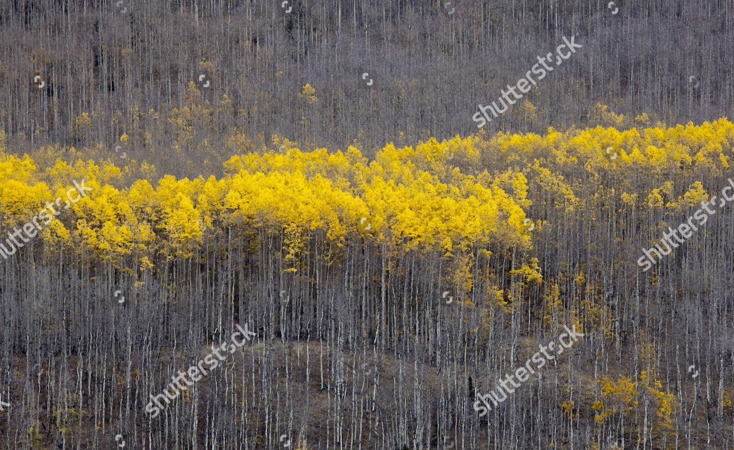 Aspen Trees Populus Tremula Autumn Kenosha Editorial Stock Photo ...