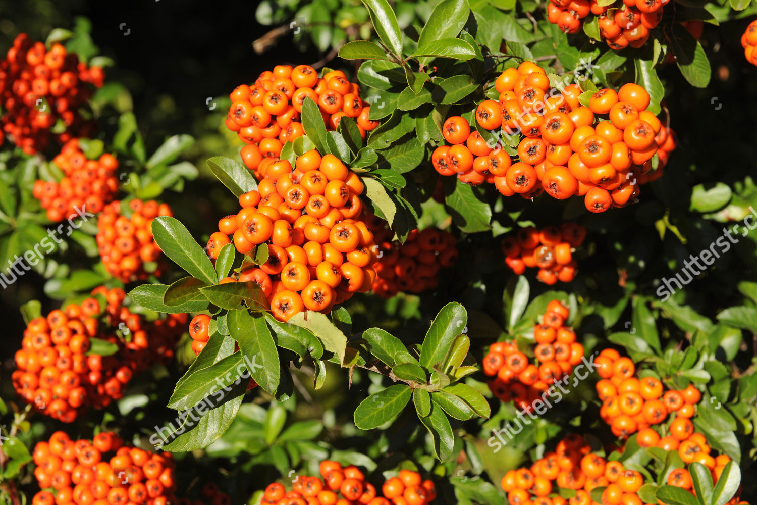 Firethorn Pyracantha Pyracantha Sp Berries Growing Editorial Stock ...
