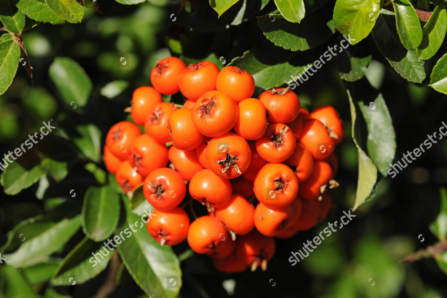 Firethorn Pyracantha Pyracantha Sp Berries Growing Editorial Stock ...