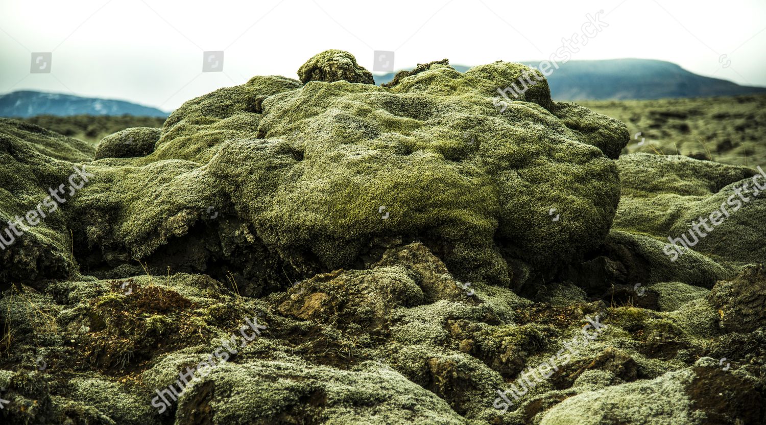 Iceland Moss Cetraria Islandica On Lava Editorial Stock Photo - Stock ...