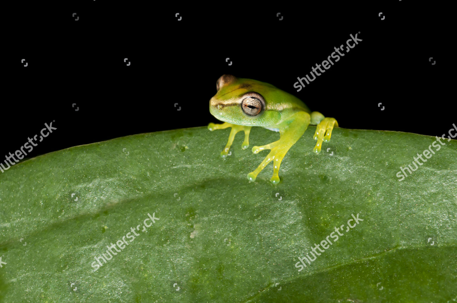 Young Orinoco Lime Tree Frog Sphaenorhynchus Editorial Stock Photo - Stock Image | Shutterstock