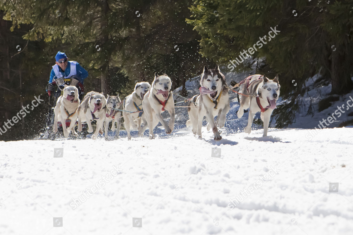 Dog Sled Dog Sledge Sledge Dogs Editorial Stock Photo - Stock Image ...