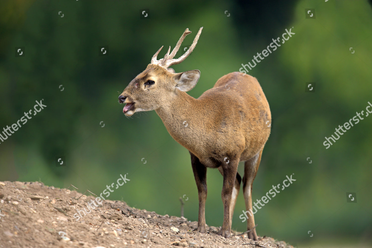 Browantlered Deer Elds Deer Thamin Rucervus Editorial Stock Photo ...