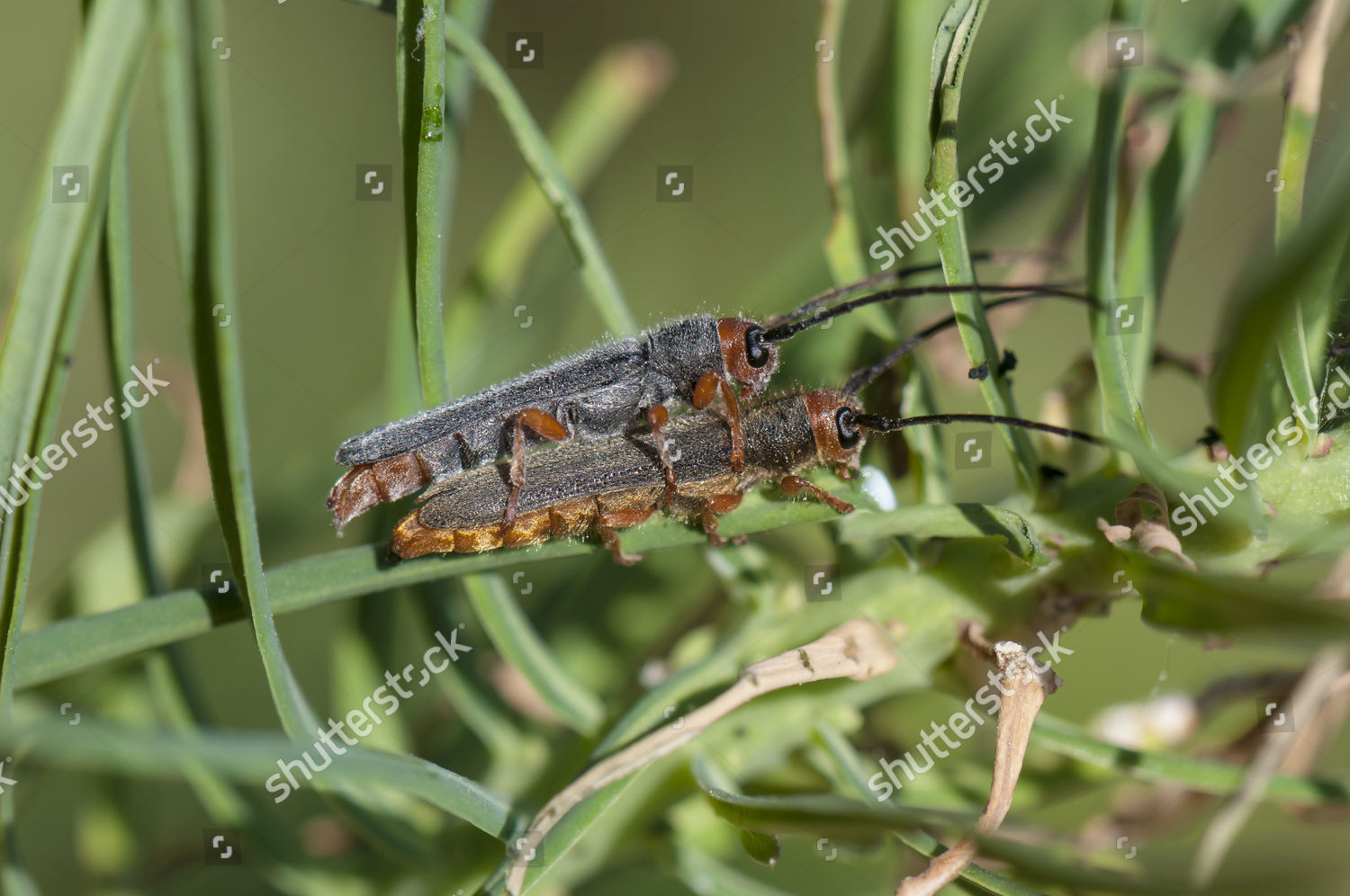 Redheaded Leafy Spurge Stem Borer Oberea Editorial Stock Photo - Stock ...