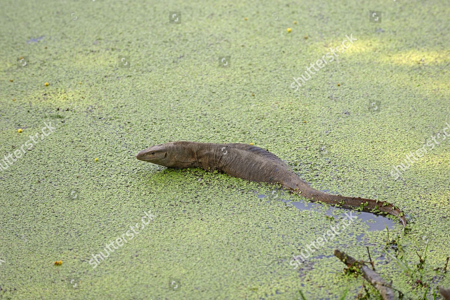 Bengal Monitor Lizard Clouded Monitor Common Editorial Stock Photo ...