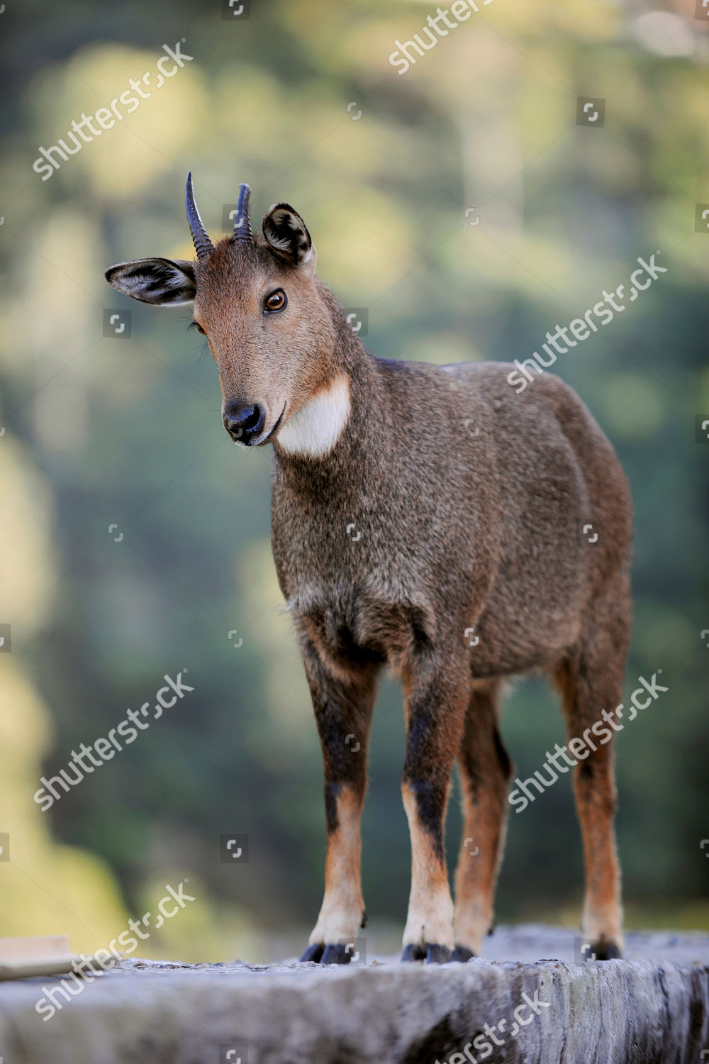Wild Goat Capra Aegagrus Standing On Editorial Stock Photo - Stock ...
