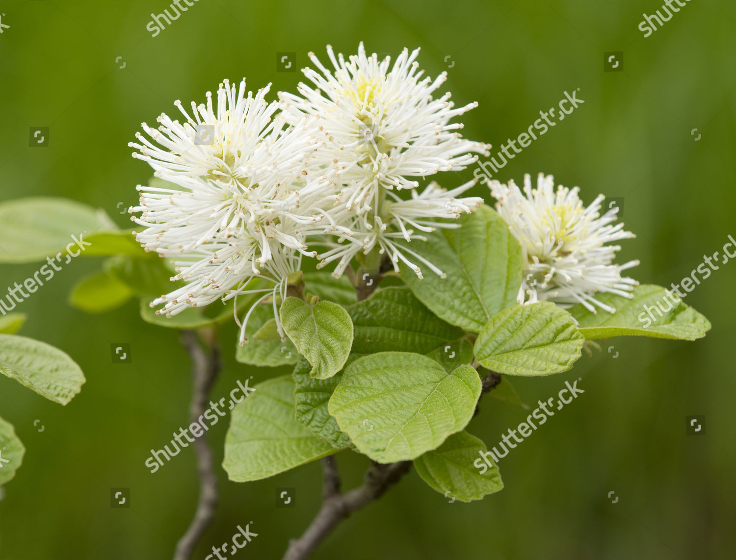 Mountain Witch Alder Fothergilla Major Flowers Editorial Stock Photo ...