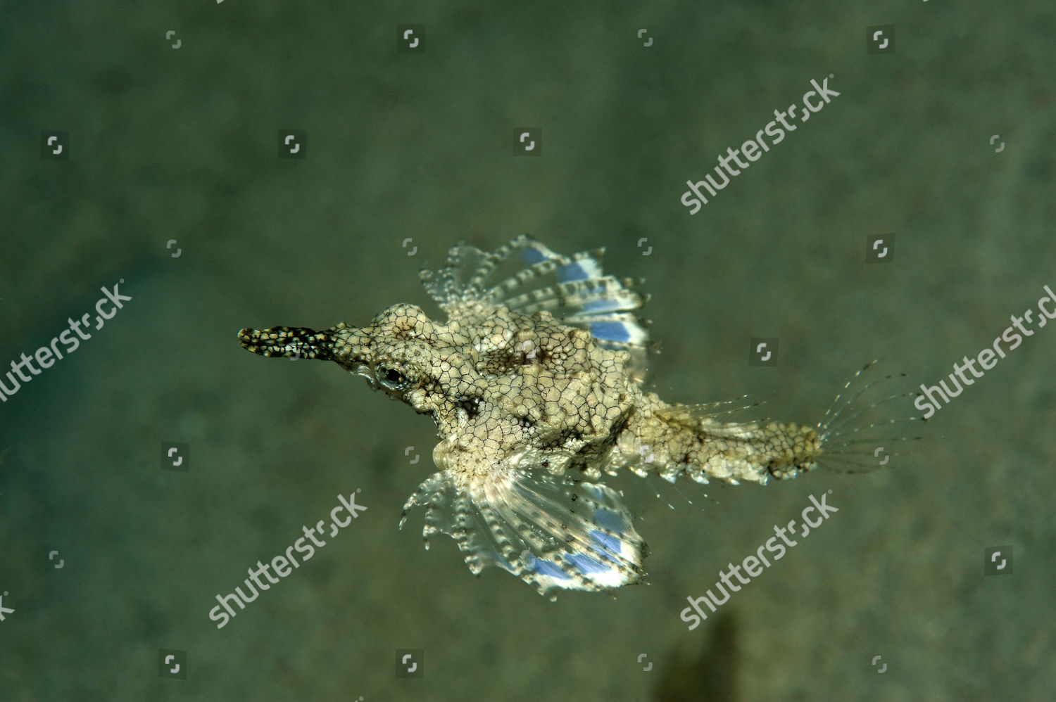 Short Dragonfish Pegasus Sea Moth Eurypegasus Editorial Stock Photo ...