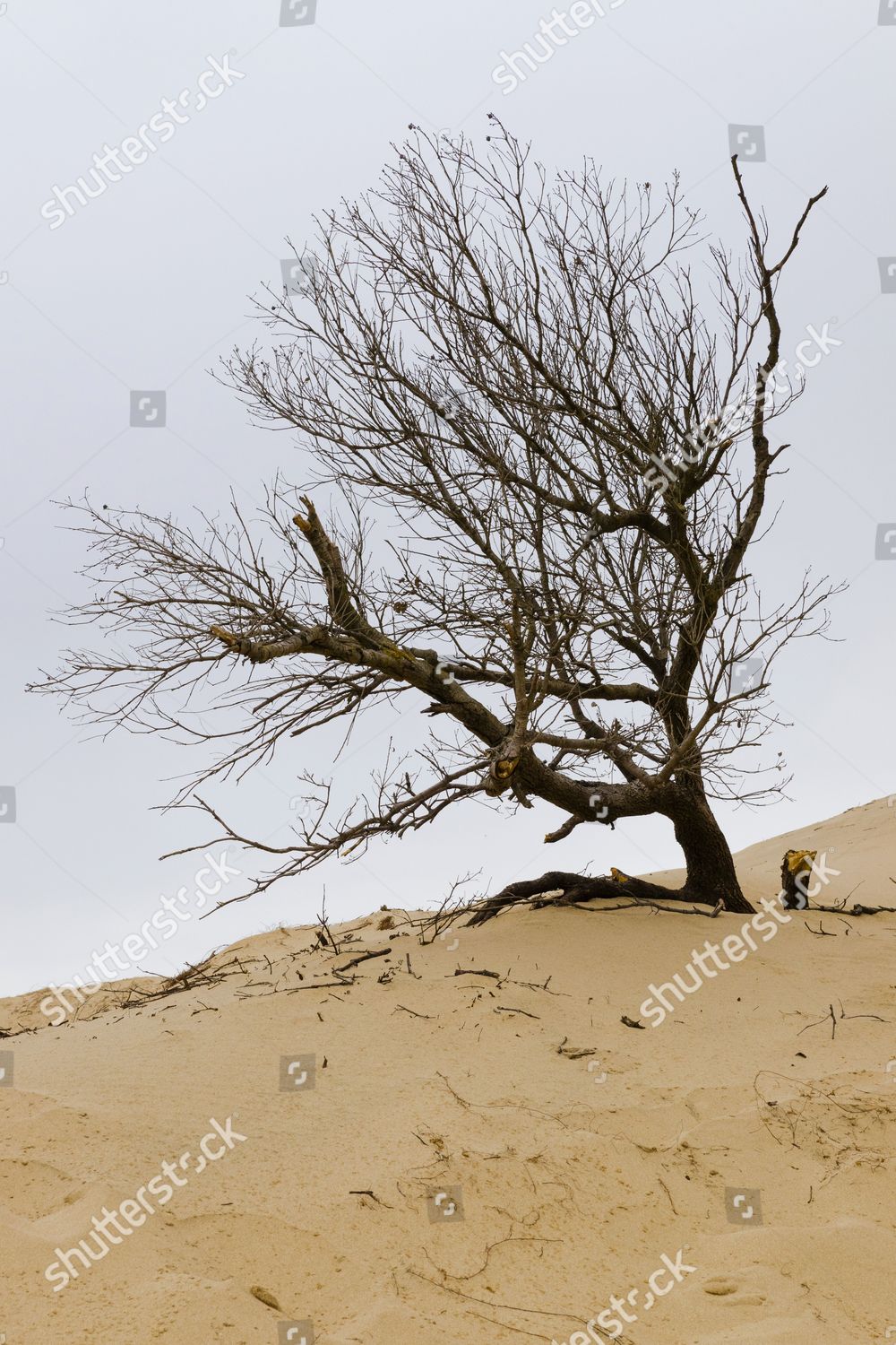 Dead Tree Common Juniper Juniperus Communis Editorial Stock Photo ...