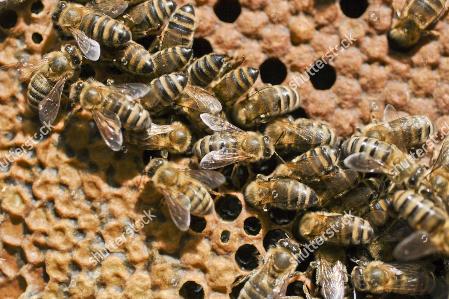 Honey Bees Apis Mellifera On Honeycomb Editorial Stock Photo - Stock ...