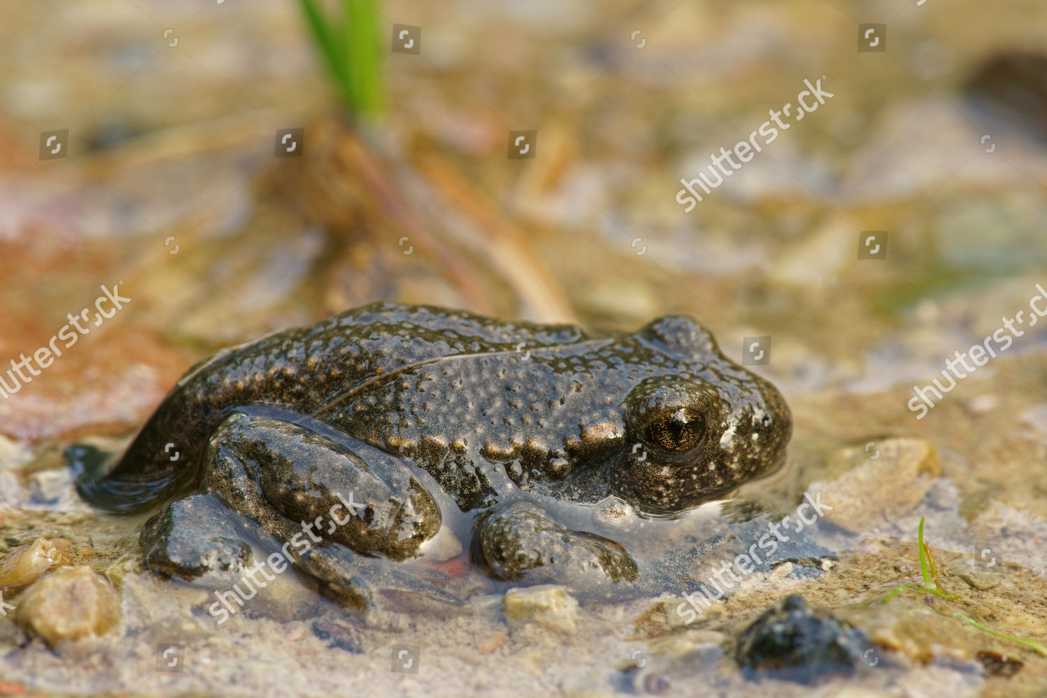 Common Midwife Toad Alytes Obstetricans Juvenile Editorial Stock Photo ...