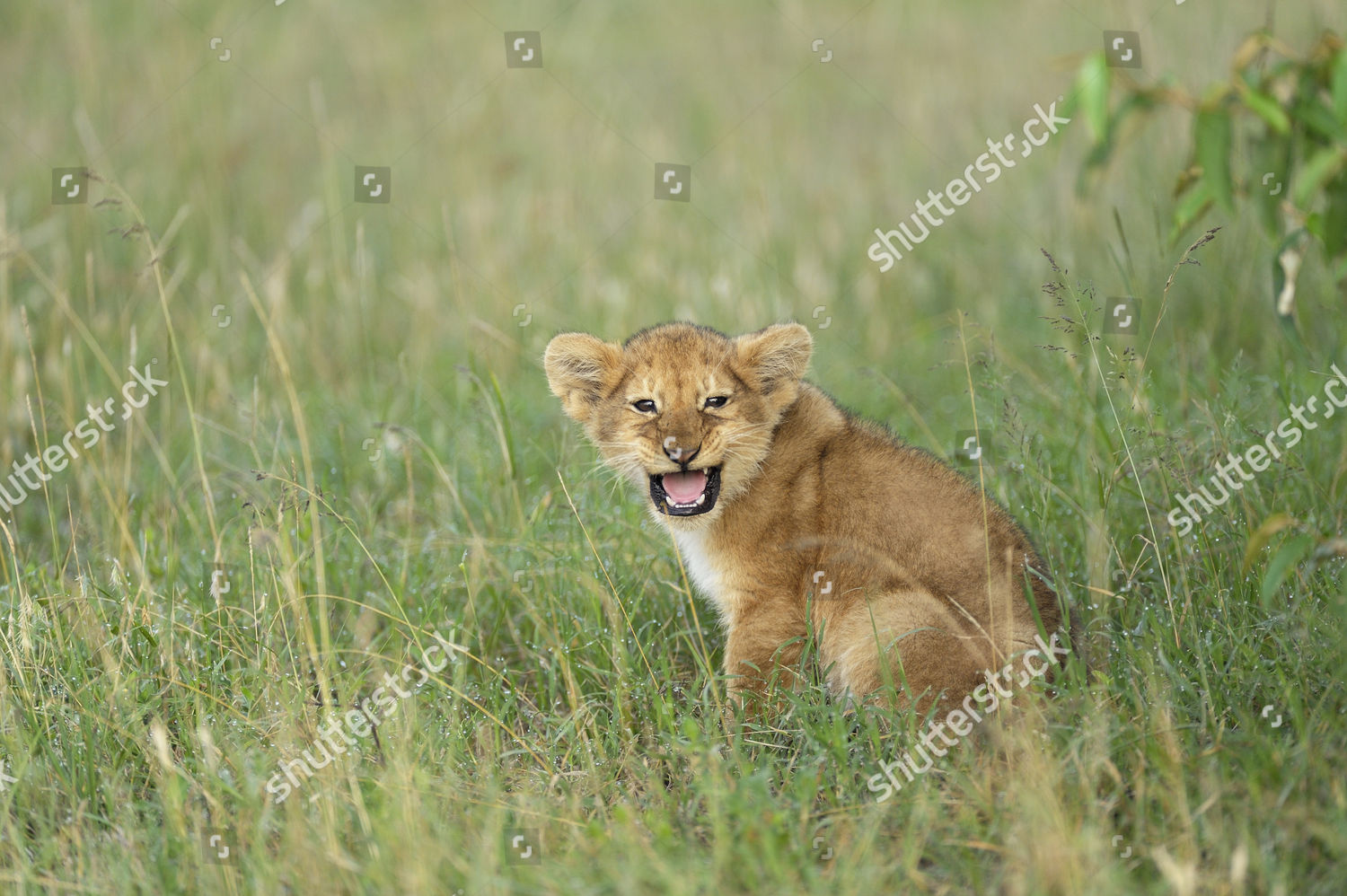 Lion Panthera Leo Cub Crying Out Editorial Stock Photo - Stock Image ...